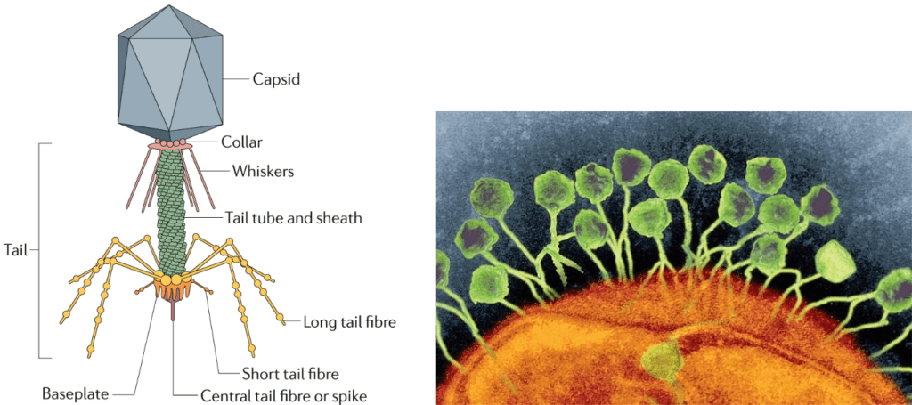 How to Measure Bacteriophages in Clinical Studies for Antimicrobial ...