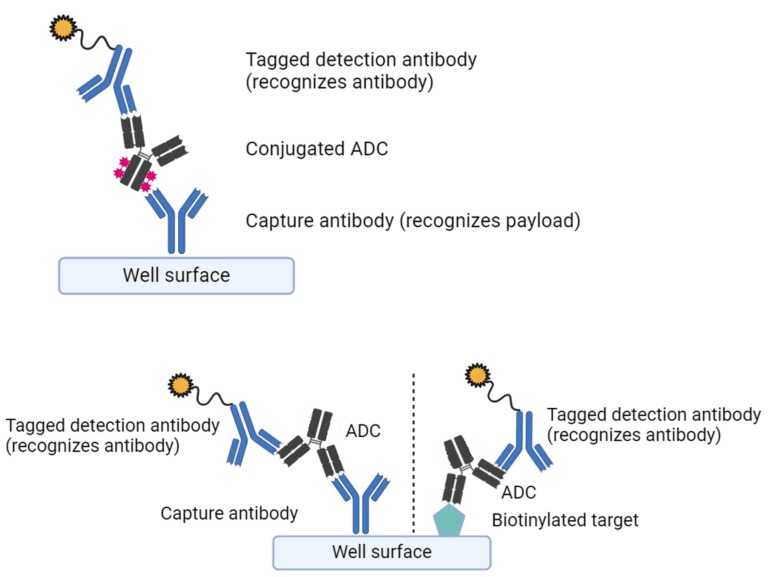 A controlled detonation: Targeted antibody drug conjugates (ADCs) for ...