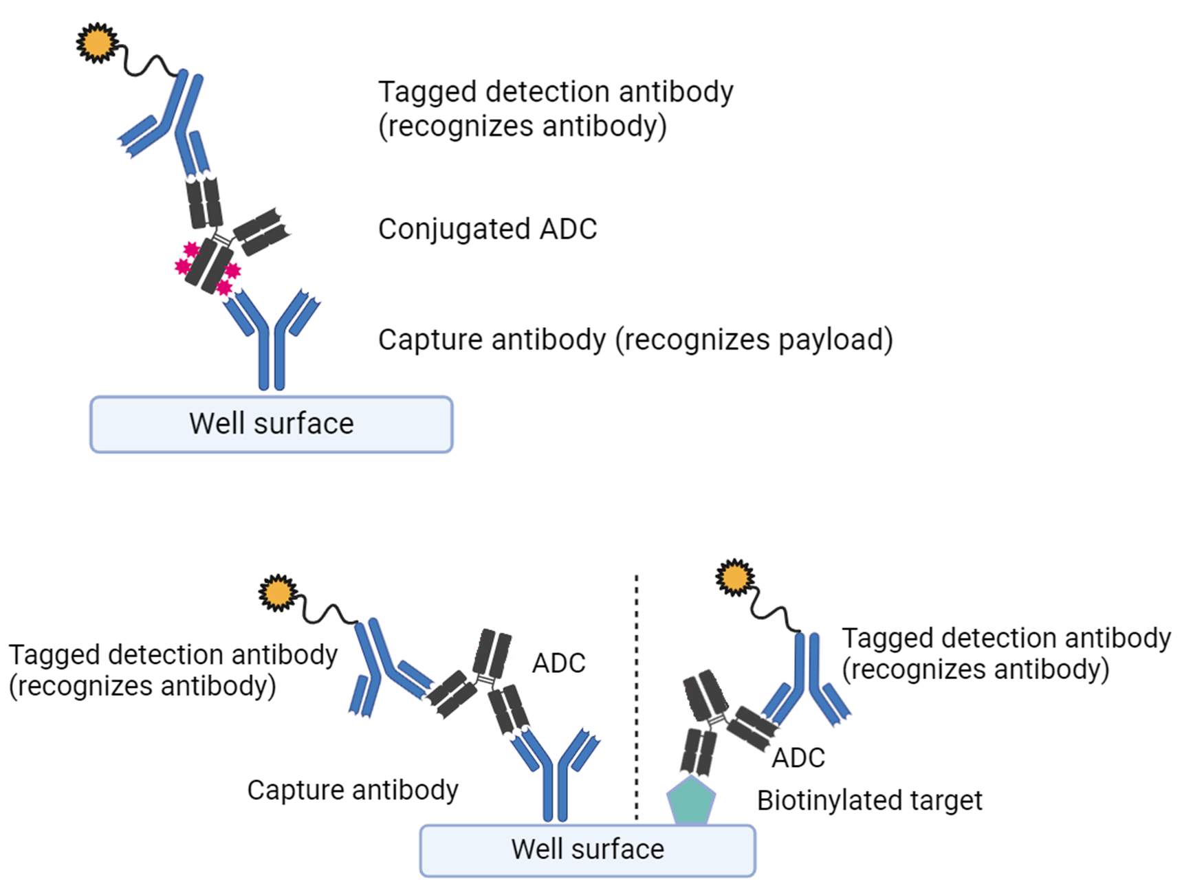 A controlled detonation: Targeted antibody drug conjugates (ADCs) for ...